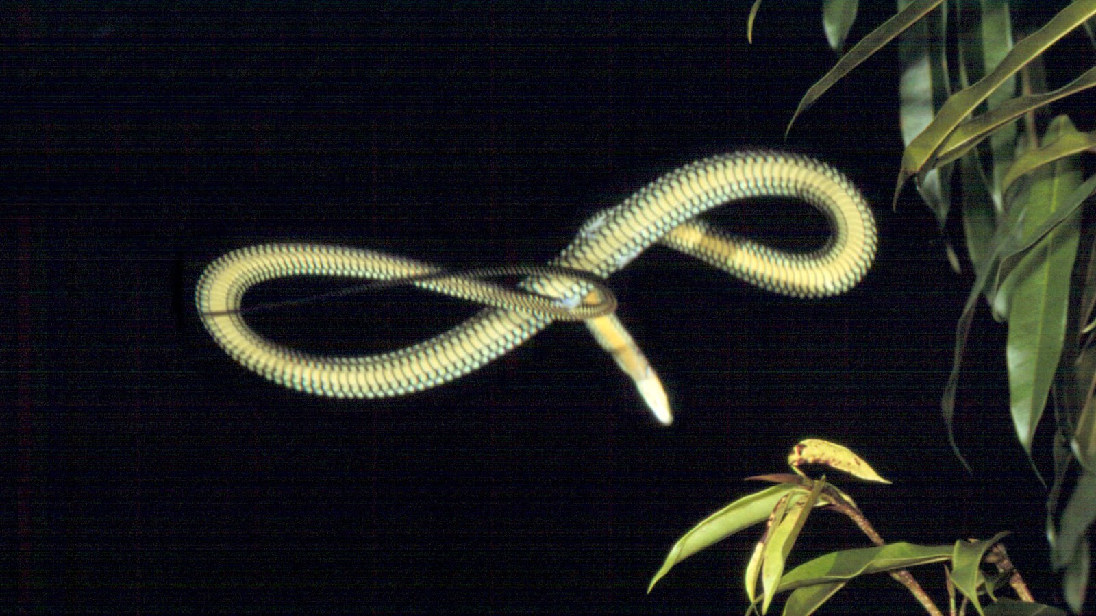 Serpiente voladora (Chrysopelea)