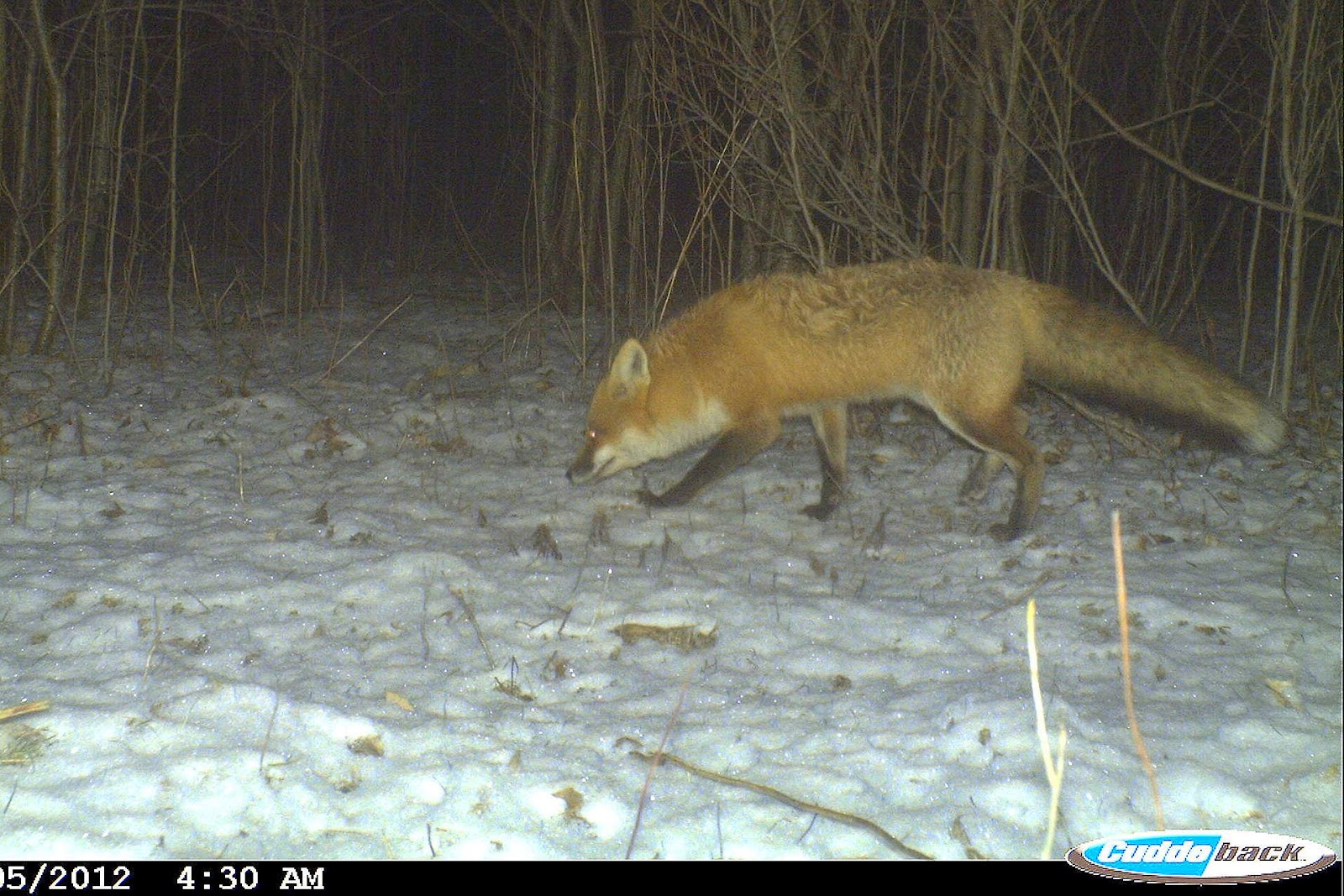Backyard Beasts: Red Fox dinner