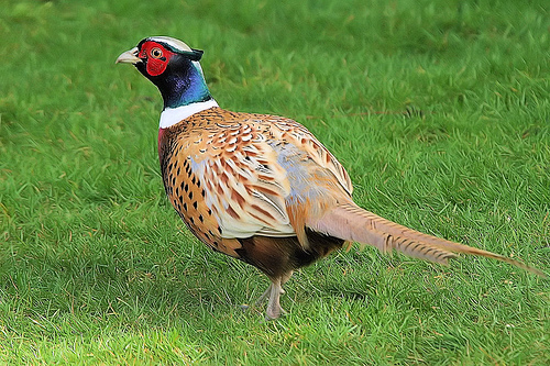 Behind the French Menu: 2013-11-03