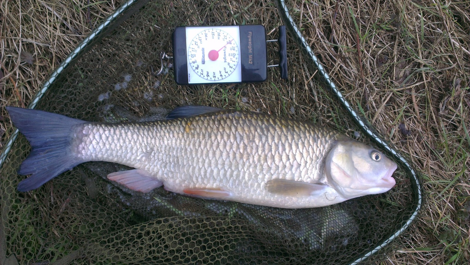 D Heaps fishing adventures: Two PB fish in 8 days. February 2013
