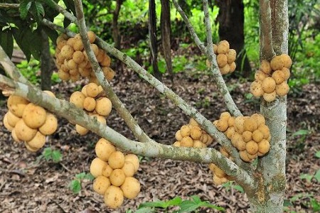 Klasifikasi Tanaman Langsat | Klasifikasi Tanaman dan Hewan