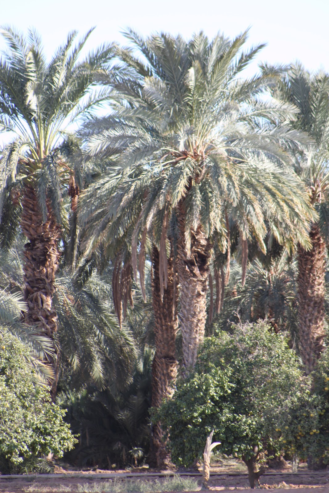 Life's a Trip: Arizona - Dateland