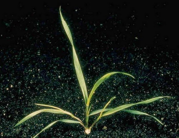 Zaštita bilja u ratarstvu: Višegodišnji uskolisni/travni korovi