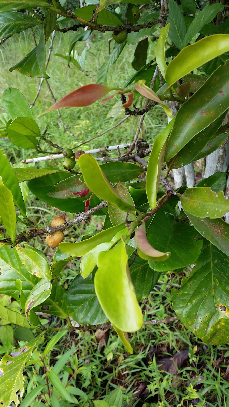 Warisan Petani: Pokok Dedalu