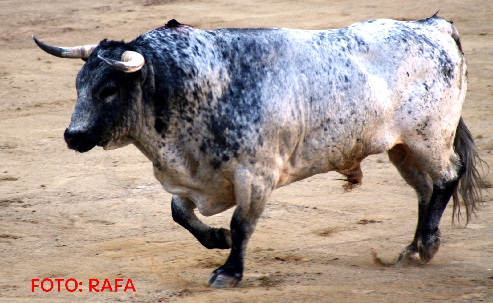 Toreo en Red Hondo: FERIA DE TAFALLA, 2016 (1): LOS TOROS DE AGUADULCE