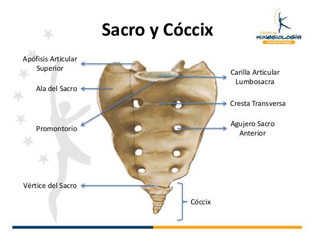 Anatomia P. F. : mayo 2017