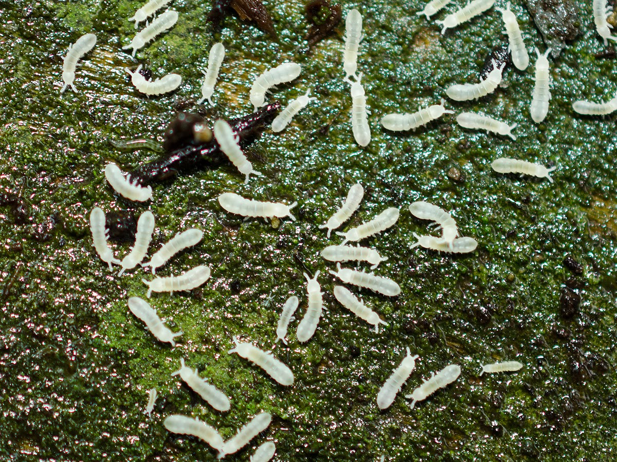 Wanderin' Weeta (With Waterfowl and Weeds): 10/01/2013 - 11/01/2013