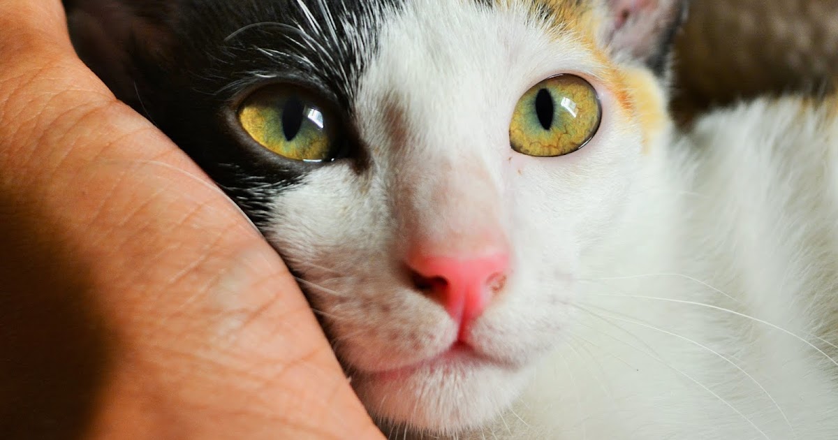 $35 Cat Spay Special - Jan. 23 thru March 1 in Loganville