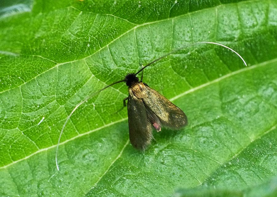 Charlie's moths of Calderdale.: 8: INCURVARIIDAE AND 7: LONG-HORNS