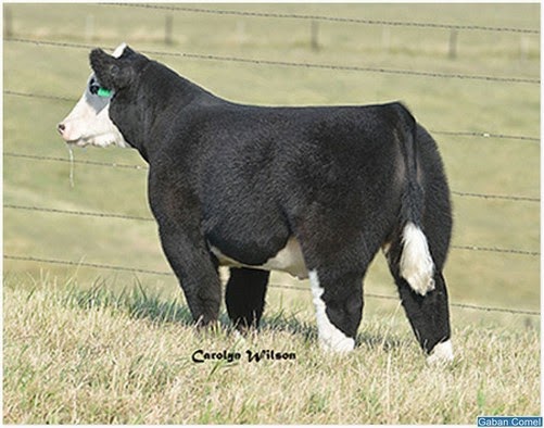 Lembu Pelik Ini Mempunyai Bulu Paling Lembu dan Gebu Sekali Didunia ...