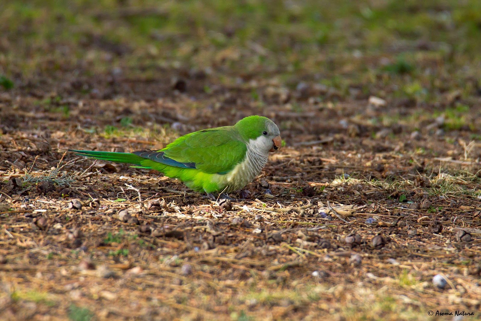 Lienzo tierra: ¡Volando, que es gerundio!