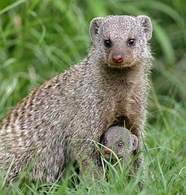O Livro da Natureza: Mangustos