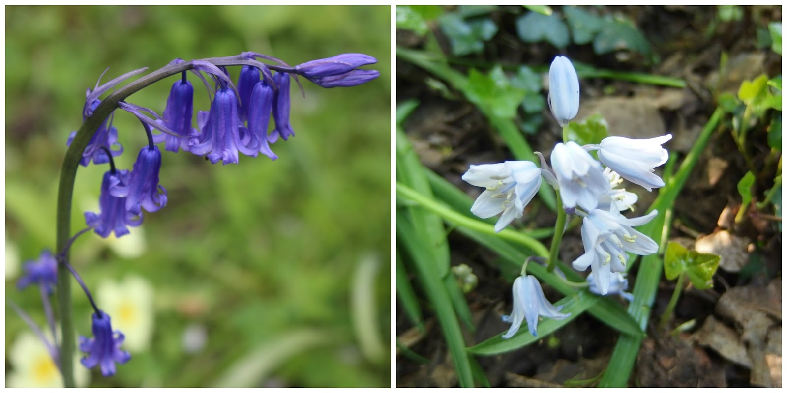 In and Out the Spanish Bluebells