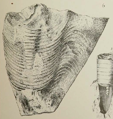 Equatorial Minnesota: Gonioceras: when a nautiloid is also a shovel ...