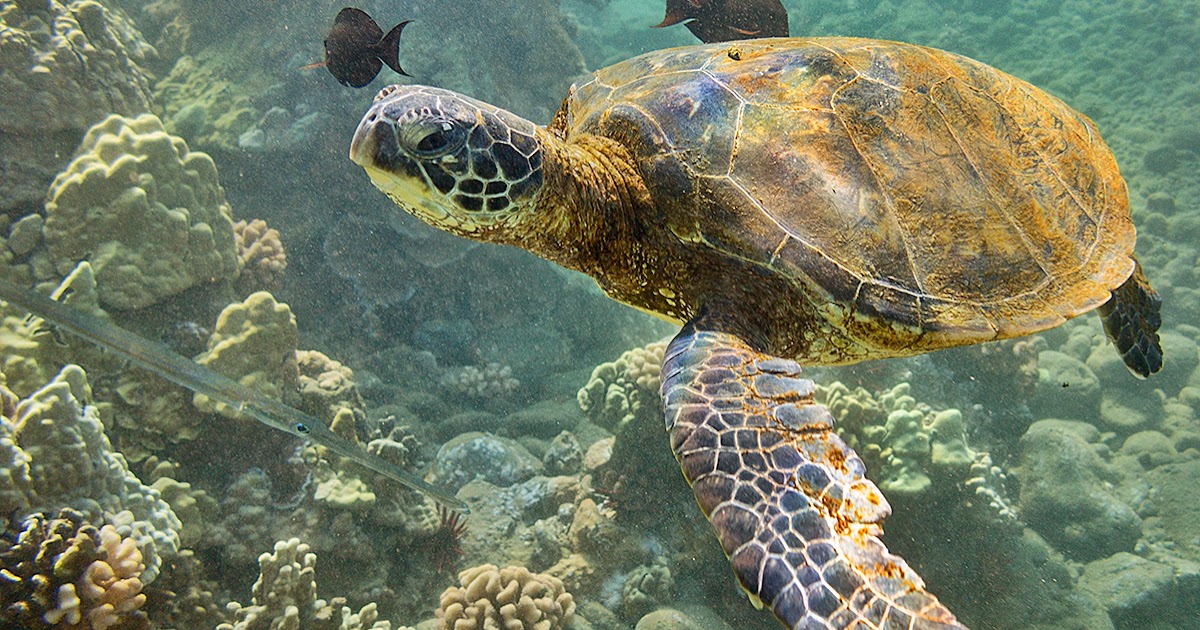 The Adventures of Maui Don - Dolphin Dude: Tasty Turtle