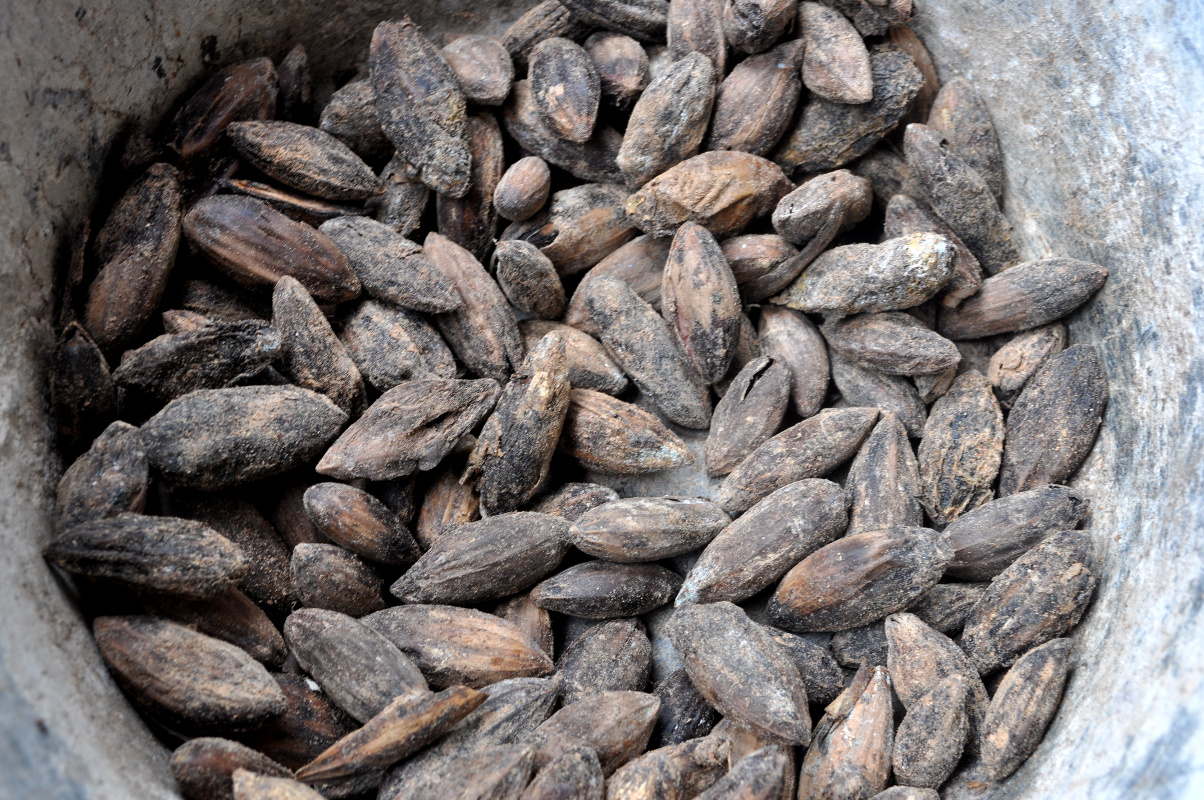 Investing in Tropical Trees: The Sassafras: saving an endangered species