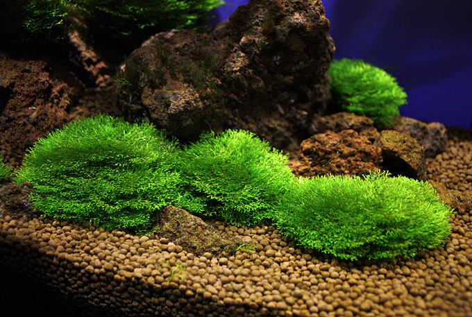 Riccia fluitans ~ The Fancy Flora