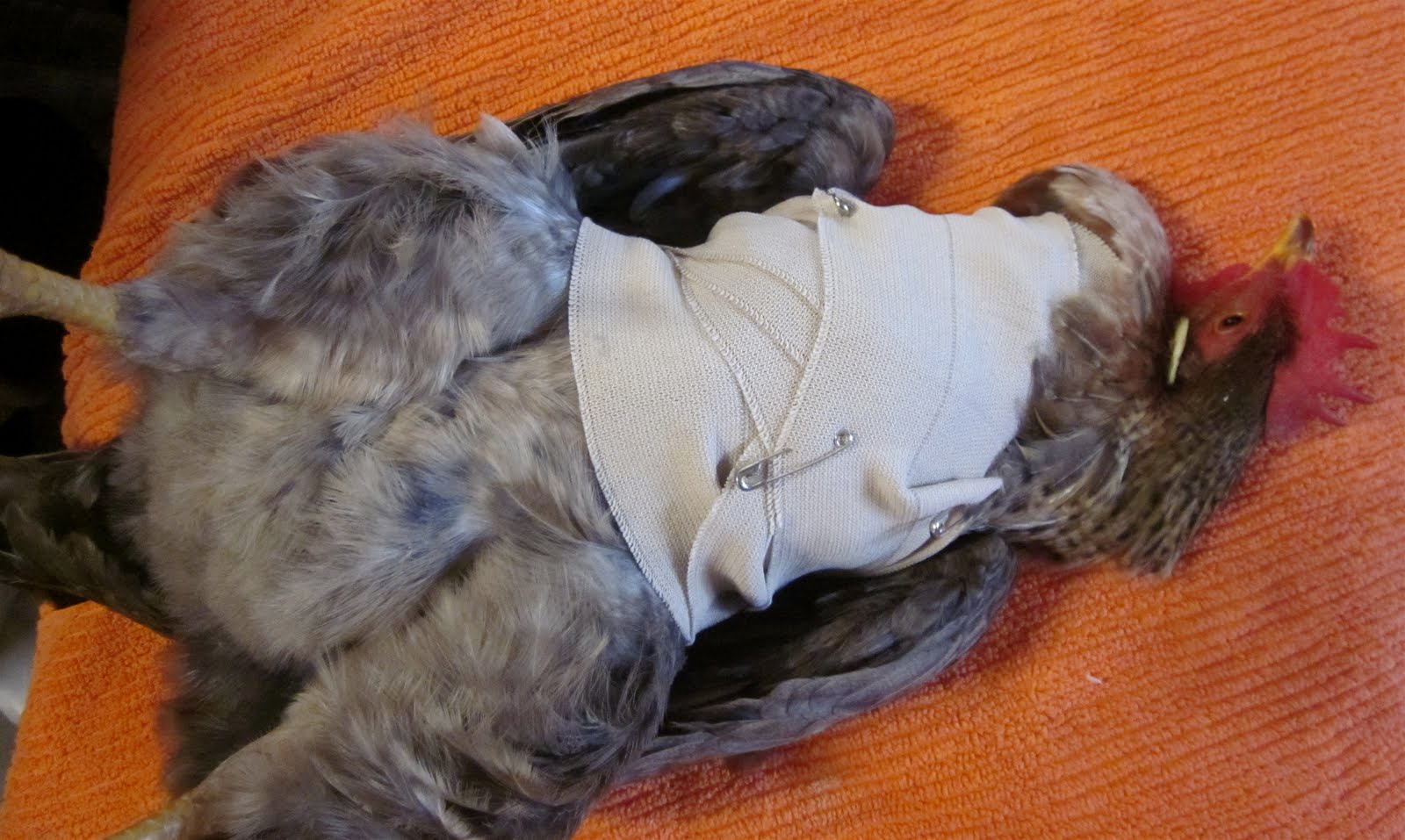 HAZEL DENE: Dressing Poultry - for beginners