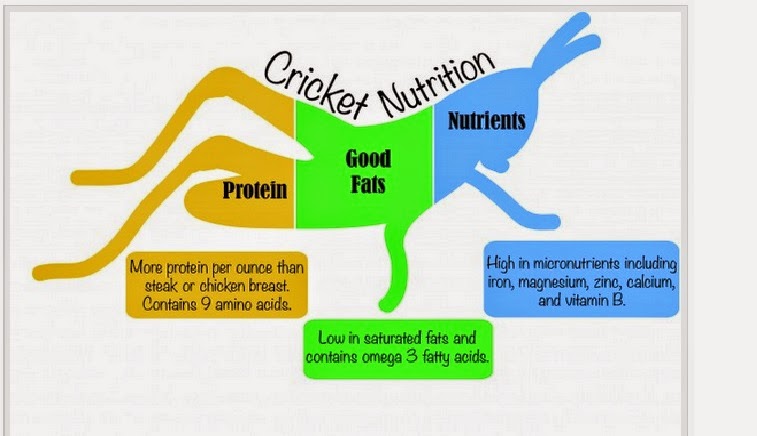 Edible Insect Network: Nutritional Benefits of Insects