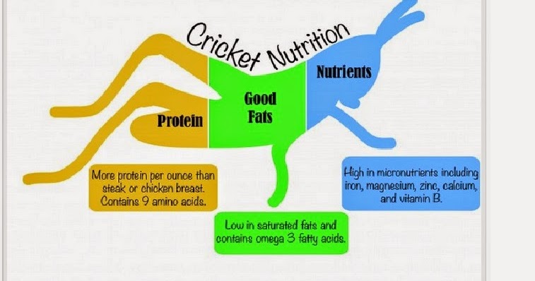 Edible Insect Network: Nutritional Benefits of Insects