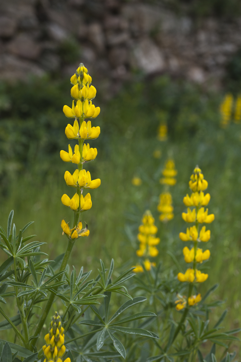 naturaleza naturalmente: Lupinus luteus L.