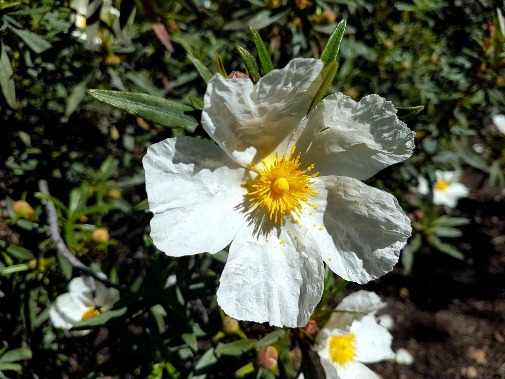 Flora de nuestros montes - Sierra de Guadarrama | AlfonsoyAmigos