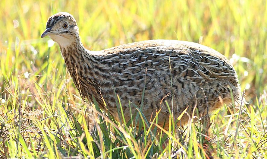 Pin en Perdiz, codorniz,martineta