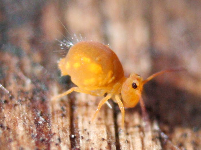 The Baypoll Blog: Bees and Springtails