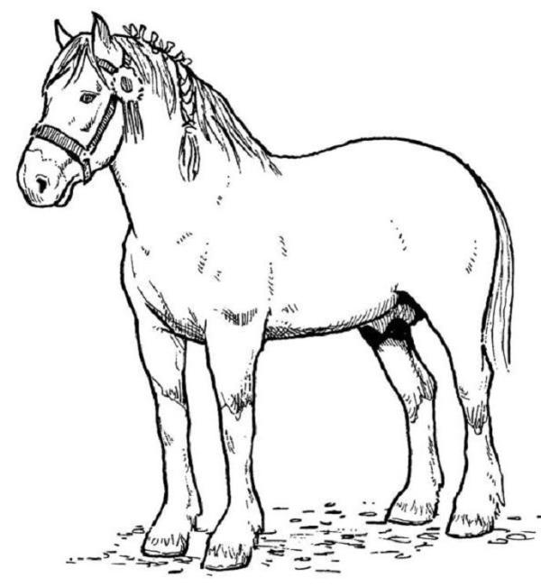 Buku halaman belajar mewarnai binatang kuda untuk anak - Mewarnai