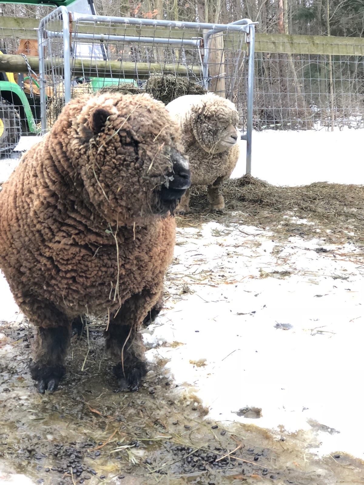 Sheep-keeping and Tea Parties