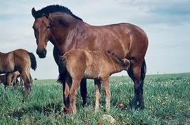 DESDE VALLEKAS: EL POTRO QUE NO SABÍA GALOPAR