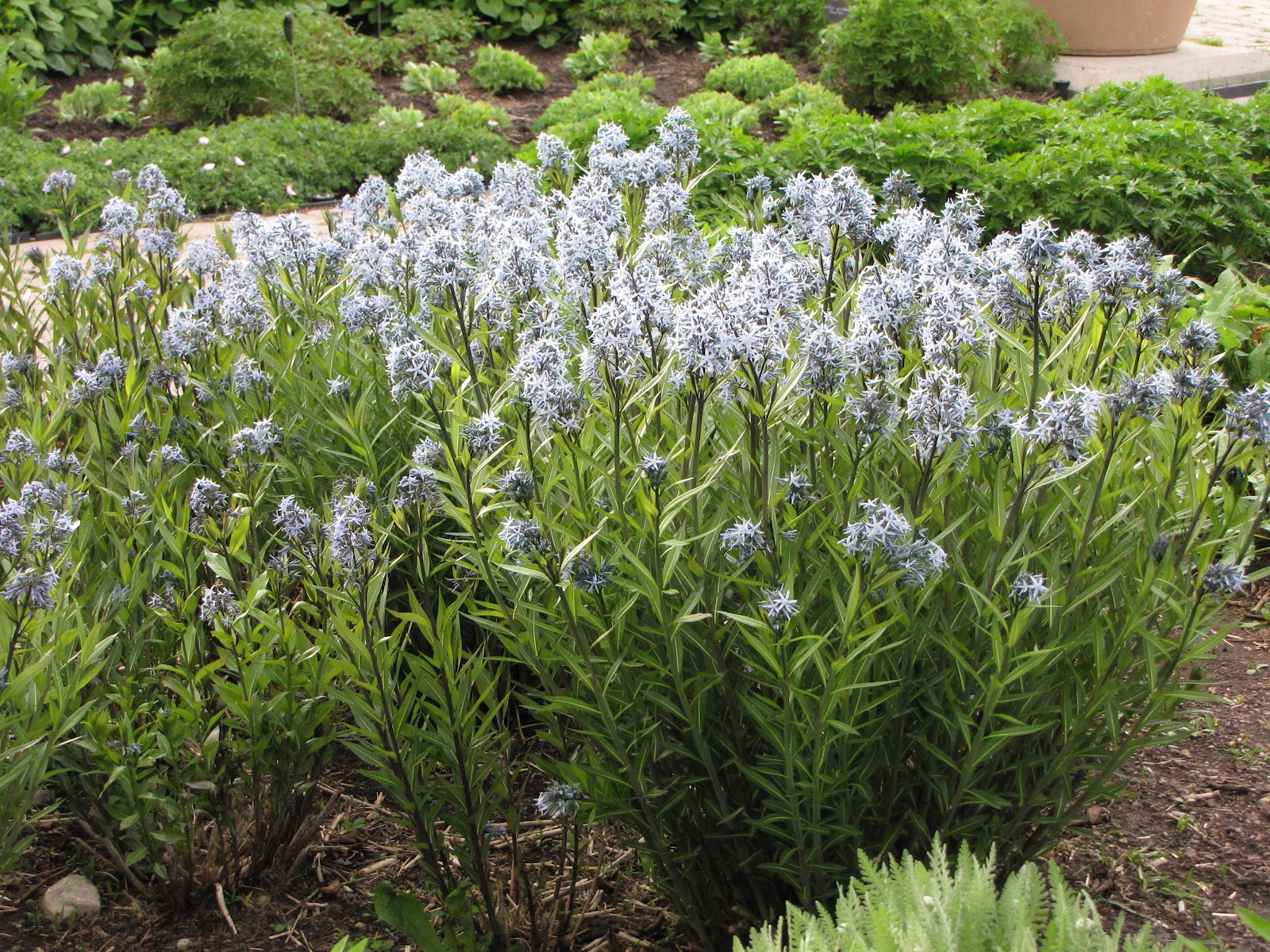 Gardening, Hoe Style: Amsonia tabernaemontana