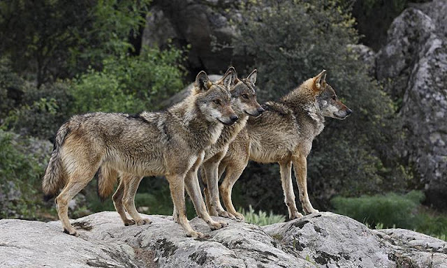 Πάρνηθα: Οι λύκοι στην Πάρνηθα