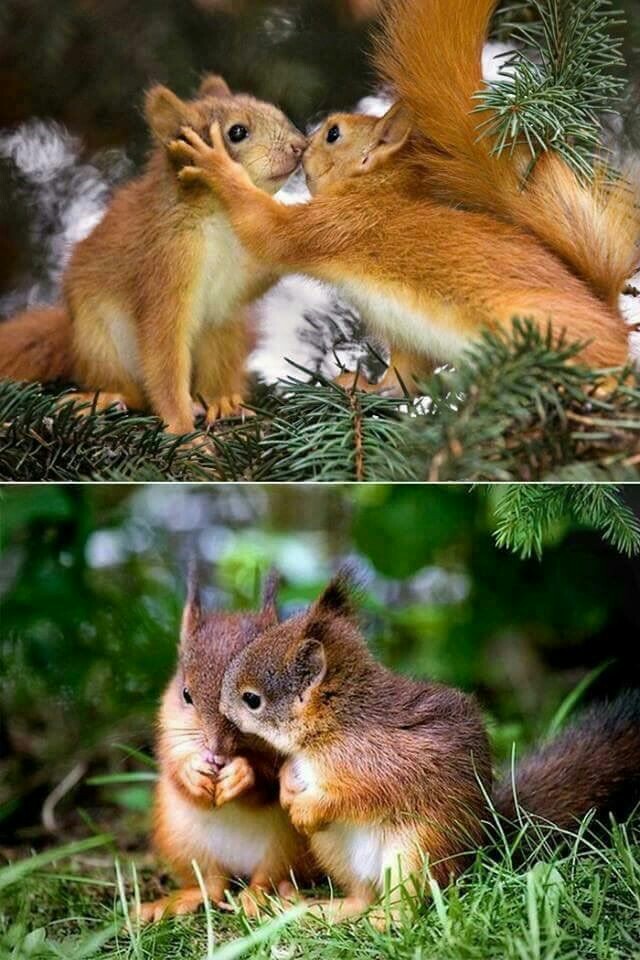 Beautiful Squirrel