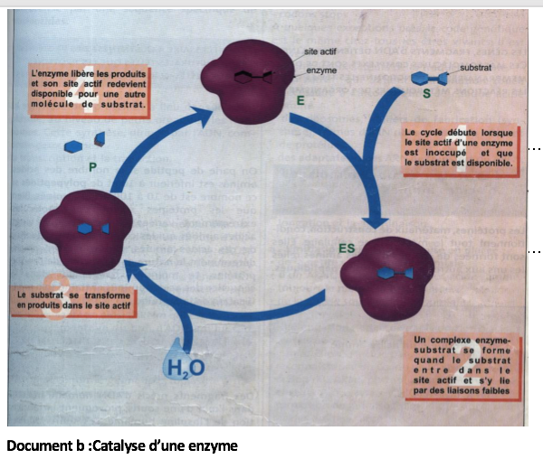 Activité 8 : SPÉCIFICITÉ ET MODE D'ACTION DES ENZYMES