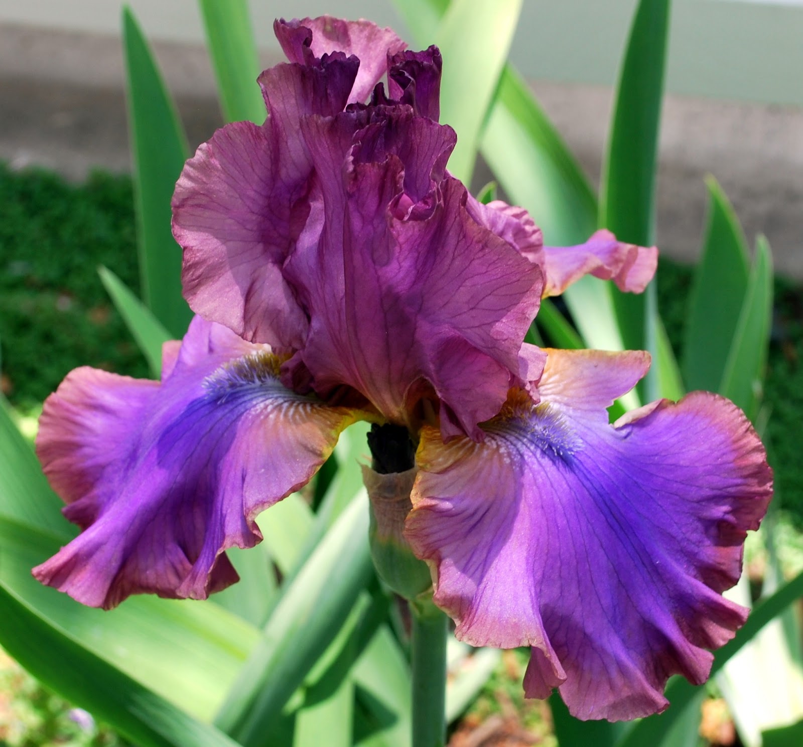 World of Irises: Sweet Violet Rebloomers
