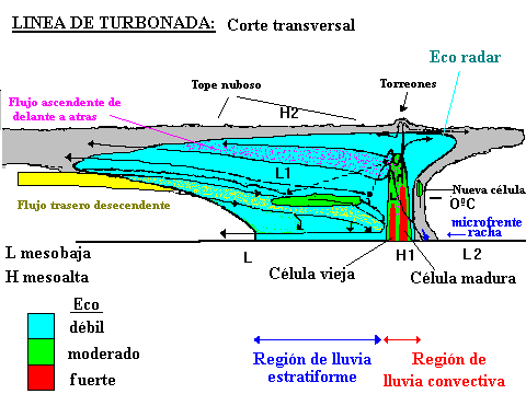 SamyThunder: Multicélulas