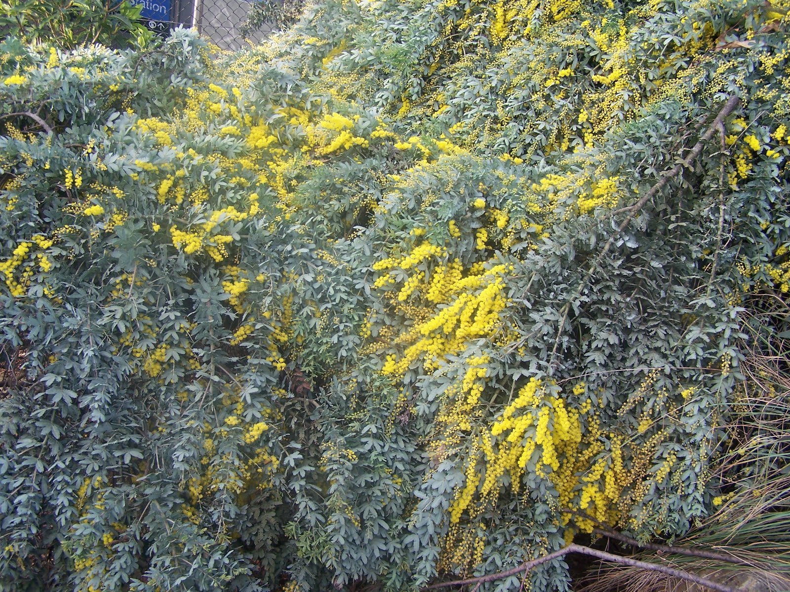 The Trad Pad: SEASONS: THE WATTLE IN BLOOM ~~ 2
