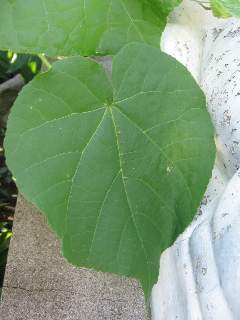 Open-Line Garden Show : Velvetleaf, Abutilon theophrasti Medic.,