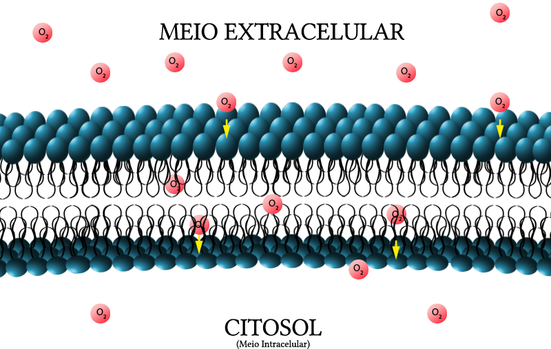 Ciensinando Biologia: Transporte Transmembrana