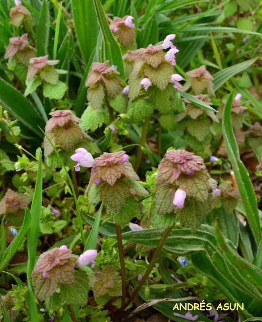 Flores silvestres de la Cordillera Cantábrica: LABIADAS - Labiatae