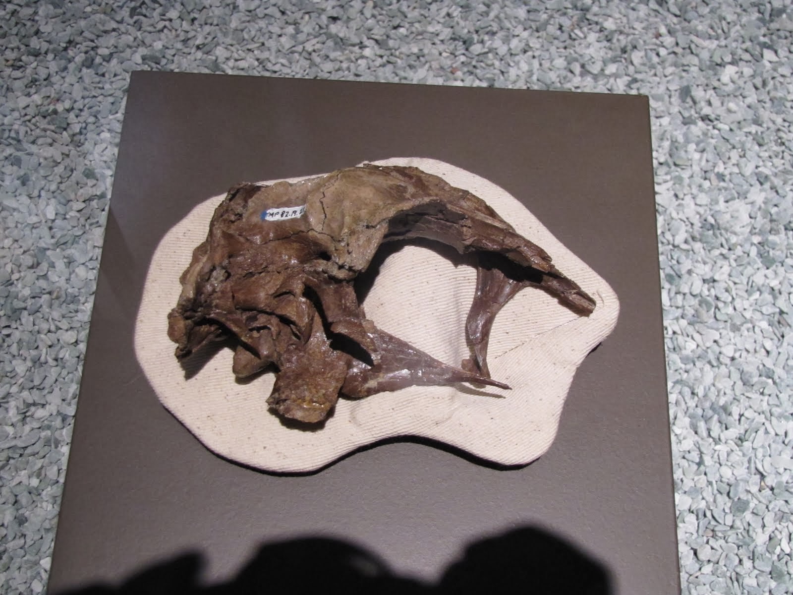 Prehistoric Beast of the Week: Troodon: Prehistoric Animal of the Week