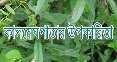 Introduction of Kalmegh benefits for health in Bengali language ...
