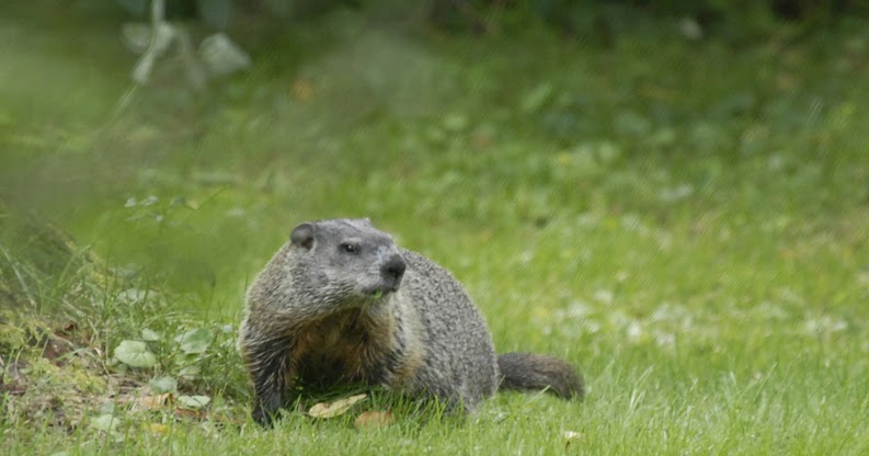 Nature Minute: Species of the Month: Groundhog