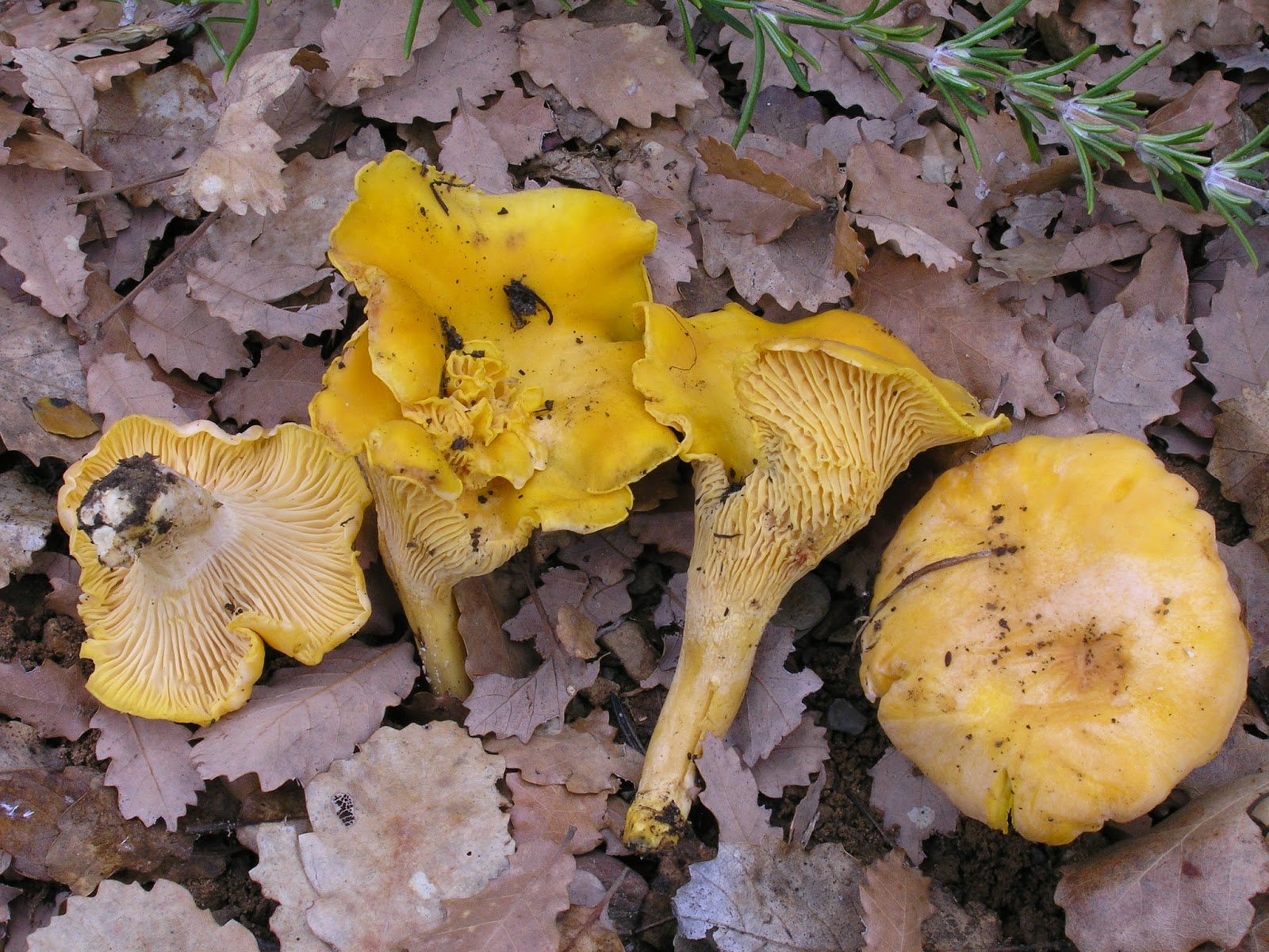 Flora i Micologia del Berguedà: 2015