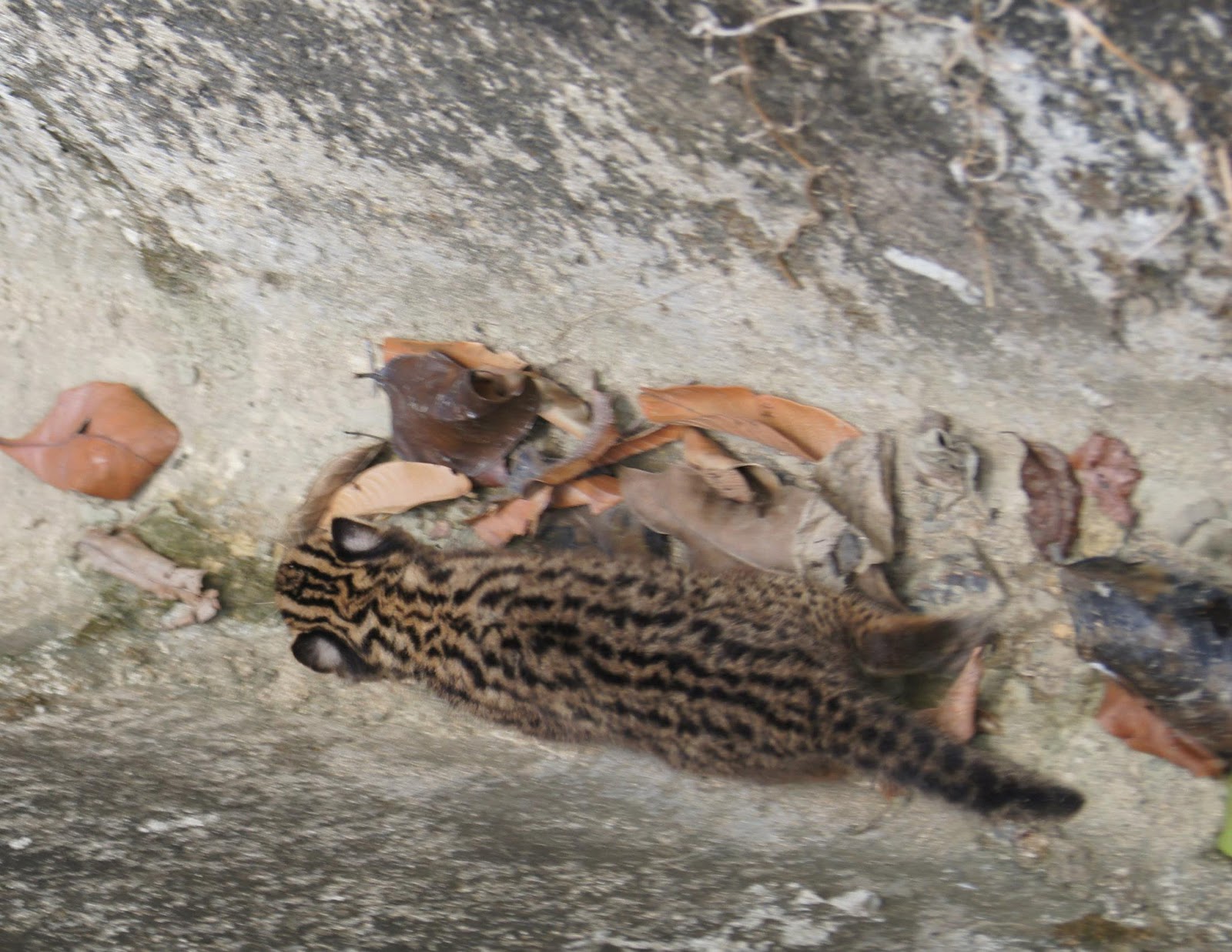 Laman Husna: Anak kucing batu.
