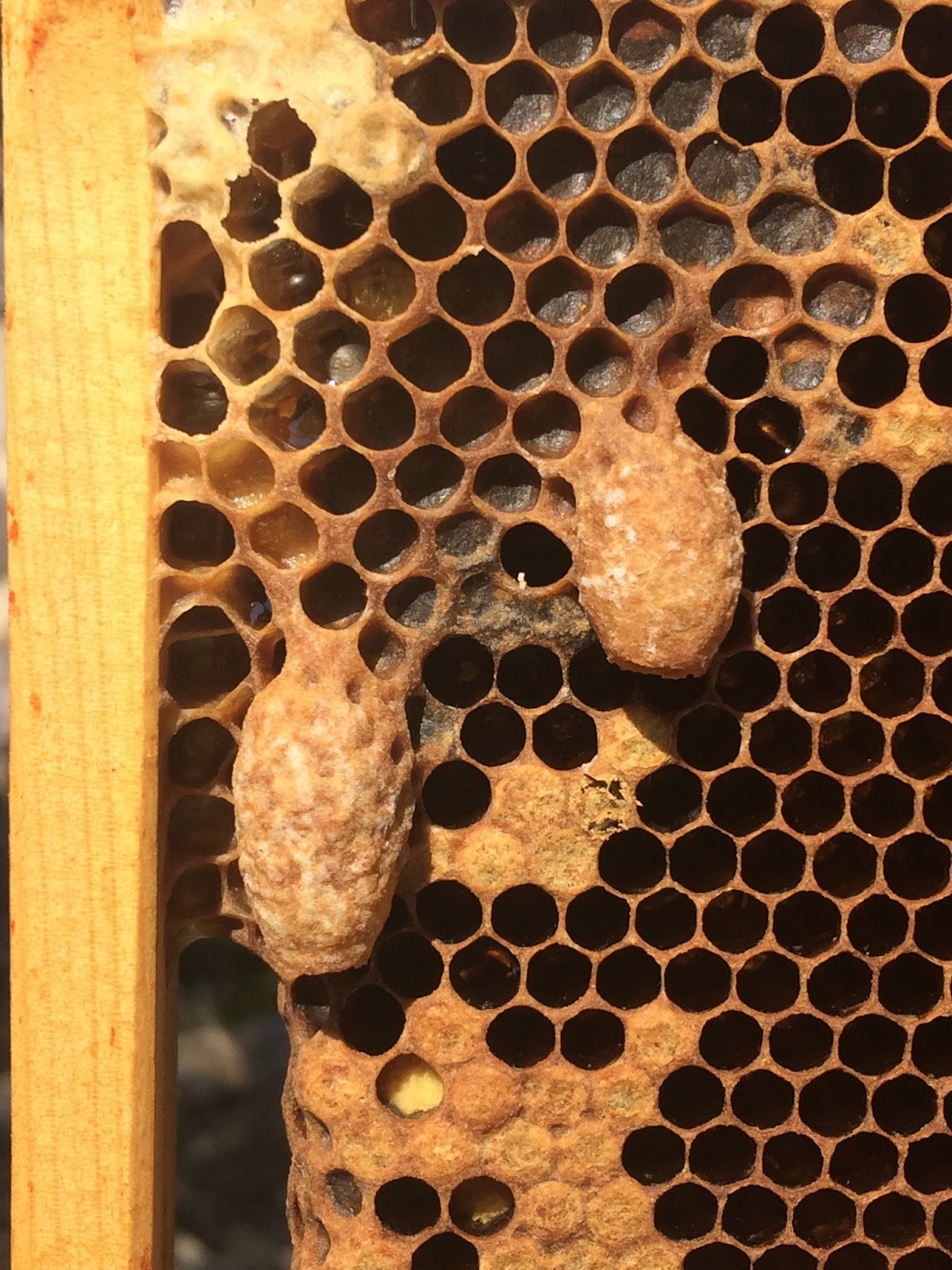 The Southdown Apiary: Why Do Bees Make Queen Cells?