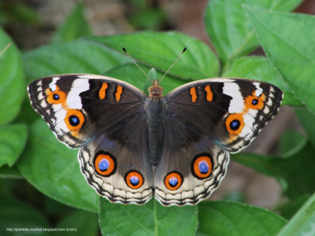 Blue Pansy Butterfly (Junonia orithya )