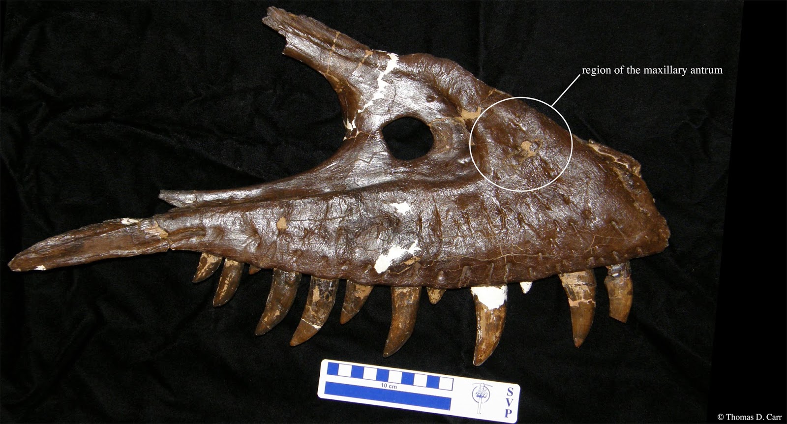 Tyrannosauroidea central: Osteology IX: Maxilla in lateral view