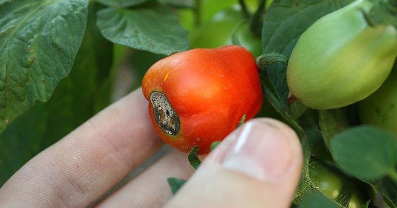 WHAT IS BLOSSOM END ROT ON TOMATOES |The Garden of Eaden